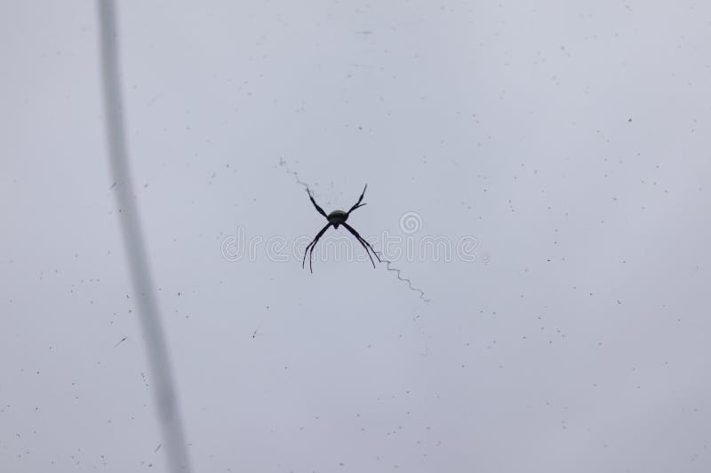 A Spider Perched on Its Web with a Sky Background Stock Image - Image ...
