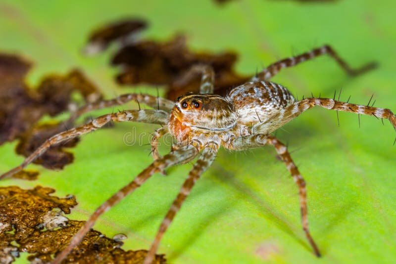 280 Lotus Flower Spider Stock Photos - Free & Royalty-Free Stock Photos ...