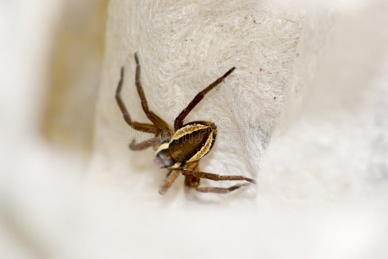 Spider stock photo. Image of macro, crawly, spider, animal - 51906116