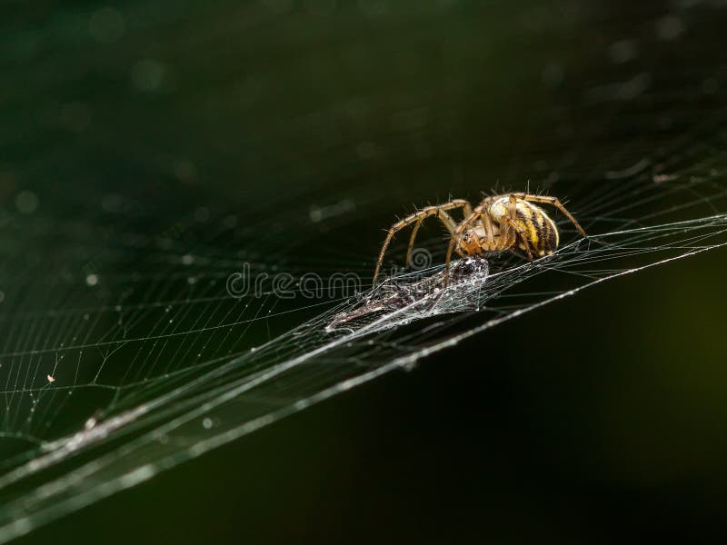 Spider stock image. Image of wildlife, macro, predator - 33538567