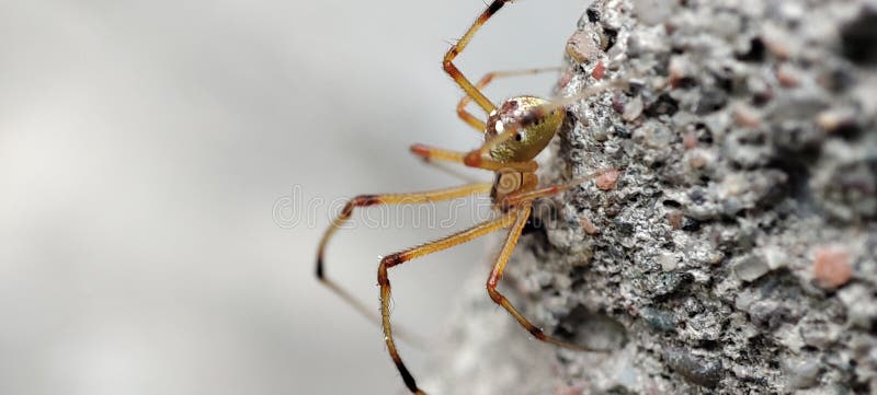 Spider Photography on Stone Stock Photo - Image of arthropod ...
