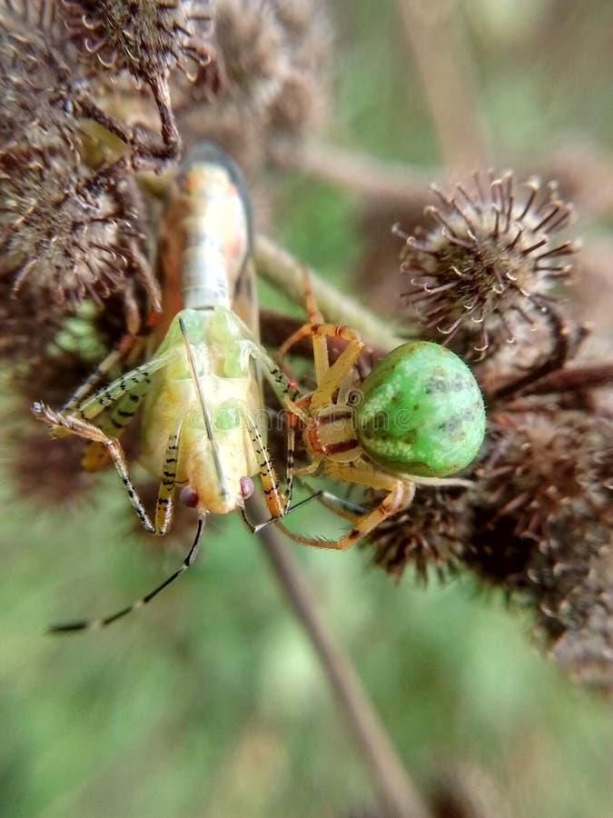 Spider stock photo. Image of spiders, spider, macro, predators - 95838574
