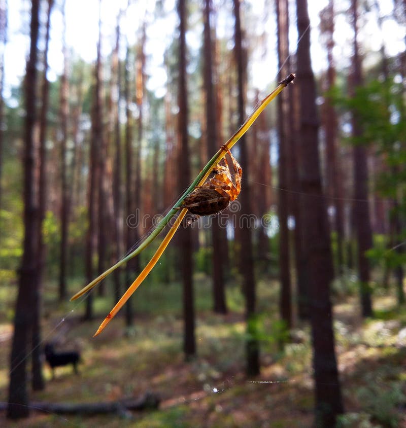 Spider on a pine needle stock image. Image of tree, legs - 106042505