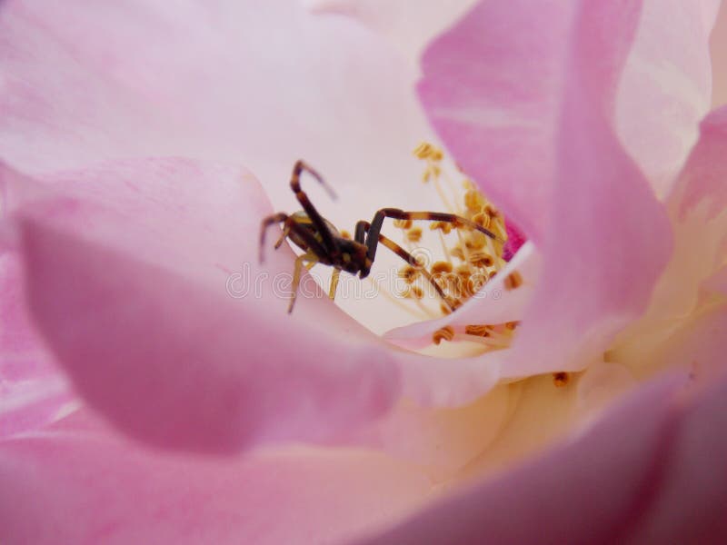 Spider on pink rose stock photo. Image of petal, spider - 116529708