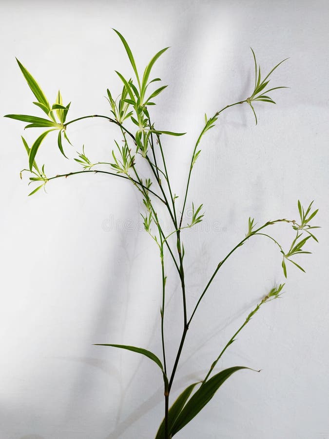 Spider Plant & X28;Chlorophytum Comosum& X29; Stock Photo - Image of ...