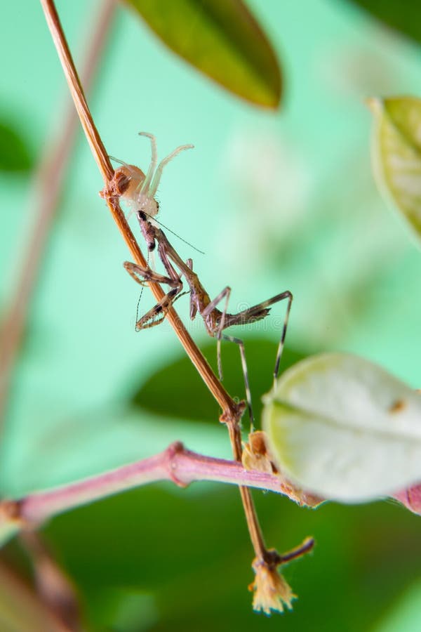 A spider and a mantis. stock image. Image of camouflage - 227432259
