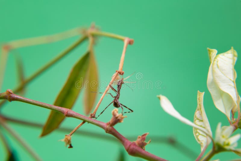 A spider and a mantis. stock image. Image of mantis - 227432233