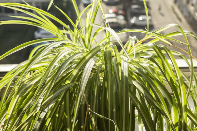 Spider Plant Green Leaves on Sunny Day Stock Image - Image of tropics ...