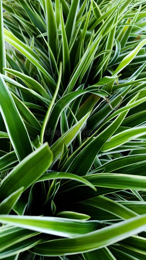 Spider Plant Grows Vines on the Ground Stock Image - Image of spider ...
