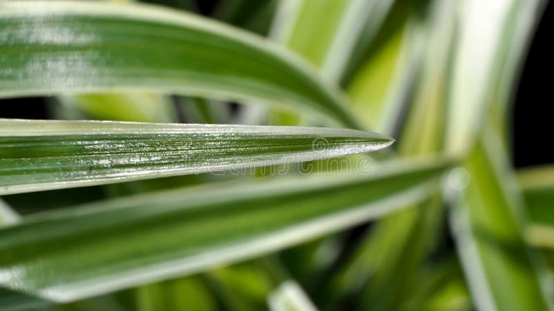 Spider Plant Leaf stock photo. Image of sharp, spring - 78451814