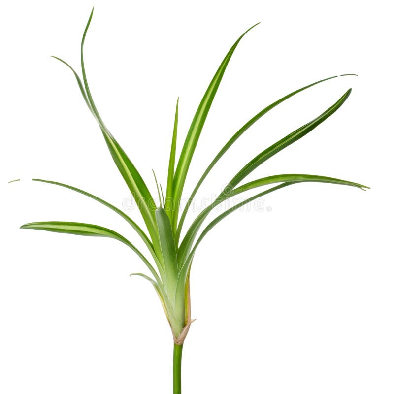 Fresh Spider Plant Shoot Growing Isolated on Transparent Background ...