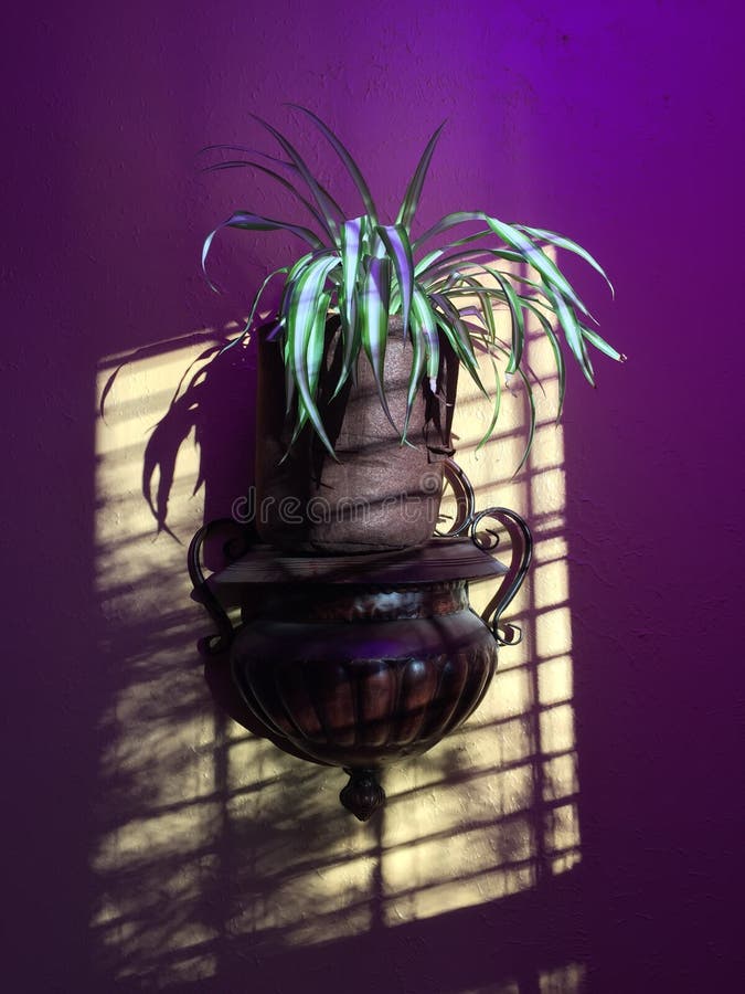 Spider Plant in Window Light Stock Photo - Image of chlorophytum, glows ...