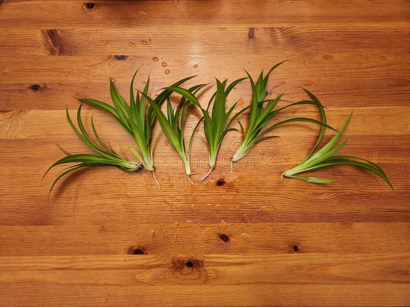 Spider Plants and Roots stock photo. Image of roots - 320601284
