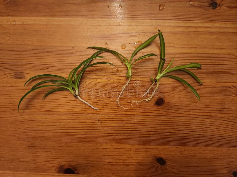 Spider Plants and Roots stock photo. Image of branch - 343163428