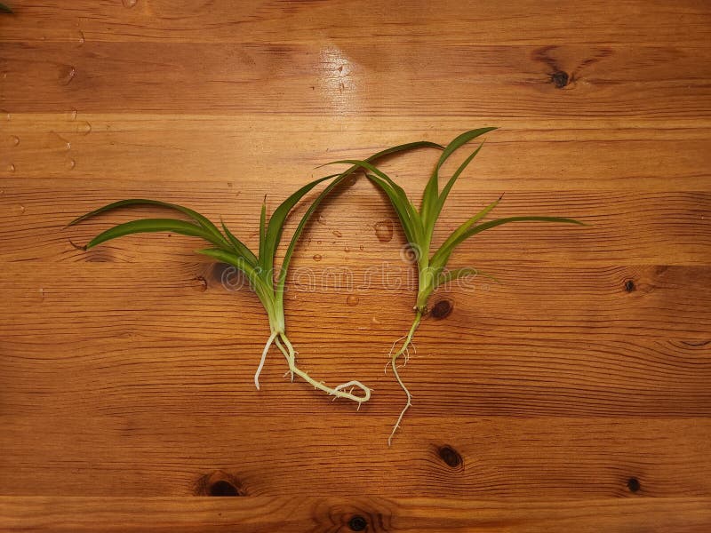 Spider Plants and Roots stock photo. Image of spider - 343163430