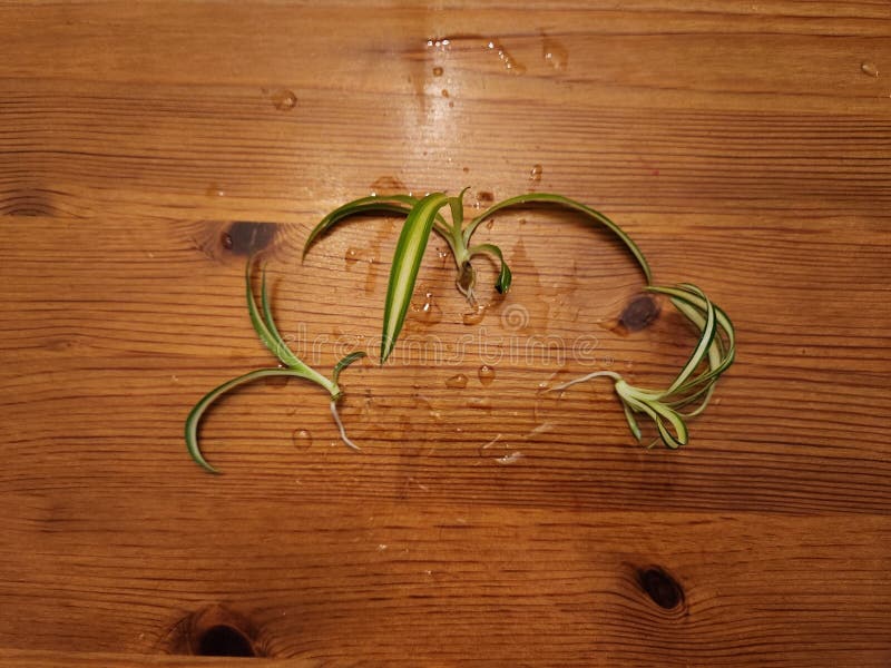 Spider Plants with Roots stock photo. Image of wood - 349346880