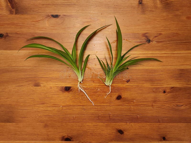 Spider Plants Roots stock photo. Image of wall, plant - 313190314