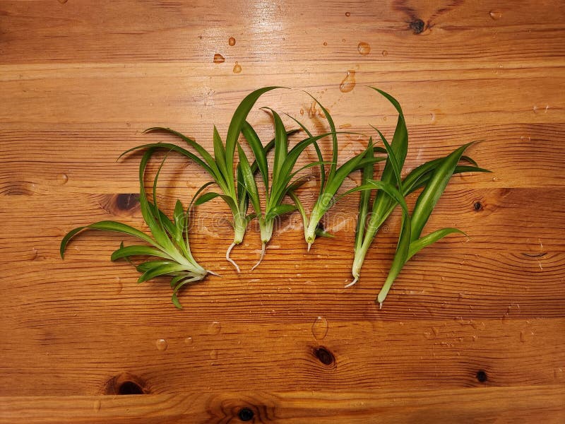 Spider Plants and Roots stock photo. Image of branch - 320601286
