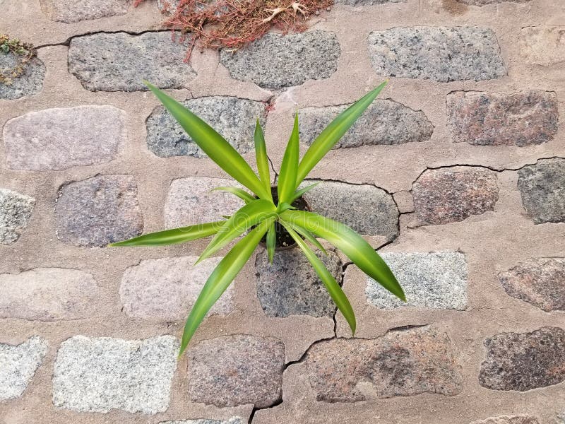 Spider Plants with Solid Leaves Stock Image - Image of lawn, tree ...