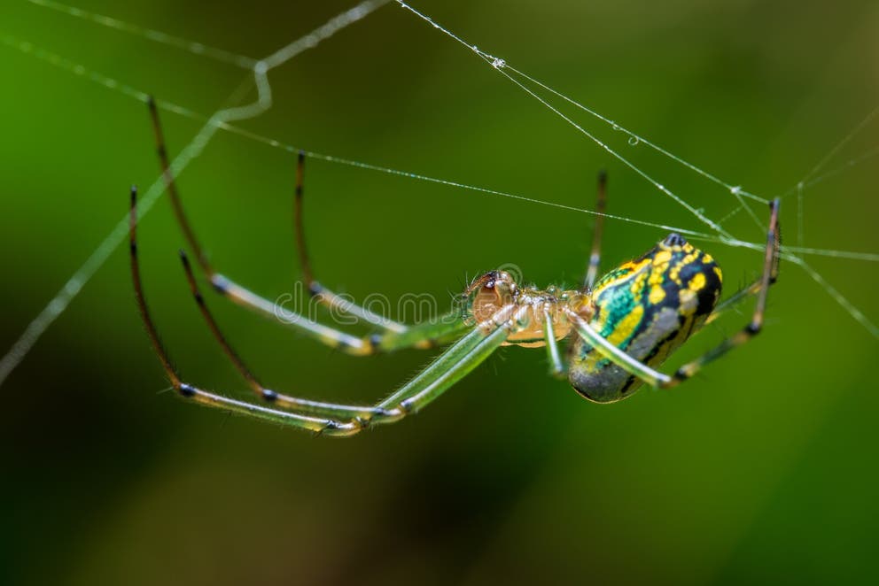 A Spider Plucking Strings stock image. Image of insect - 233208163