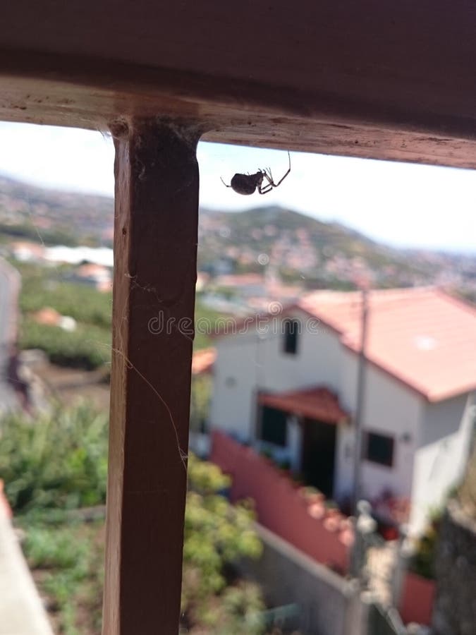 Spider stock image. Image of view, effect, blur, spider - 52205797
