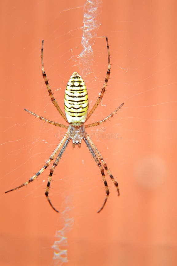 The Spider is Poisonous. Zebra Spider. Wasp Spider. Agriope. Web Stock ...