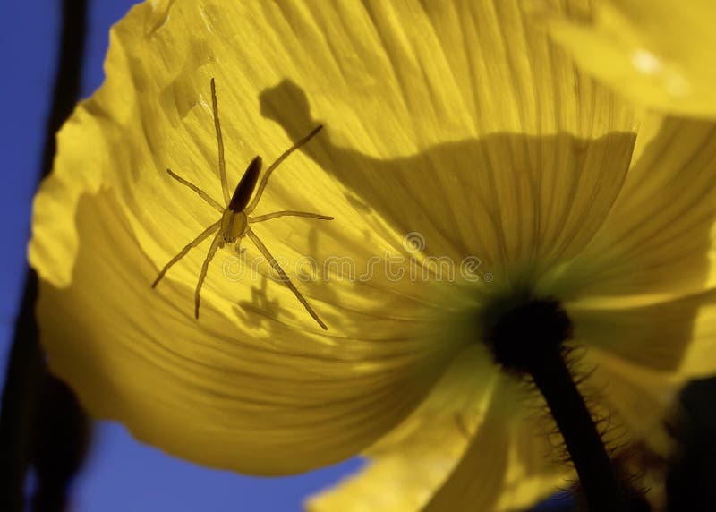 The Red Poppy stock image. Image of petals, bloody, geometric - 147653