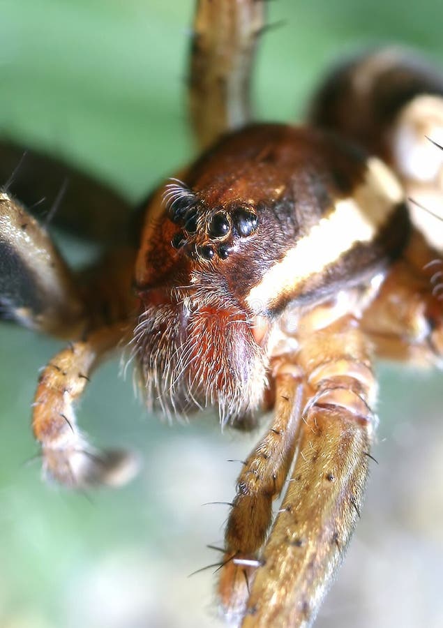Spider portrait stock image. Image of cruel, phobia, horror - 7656121