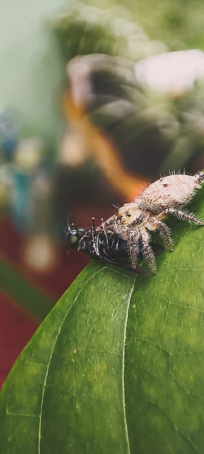 The Spider is Pounced on the Fly Stock Photo - Image of animal, plant ...