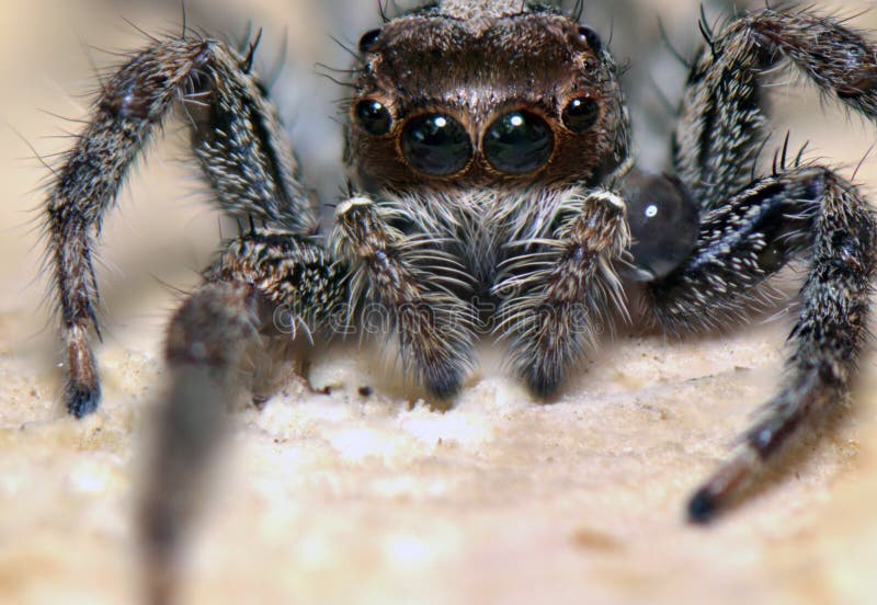 Spider predatory insect stock photo. Image of macro - 183623544