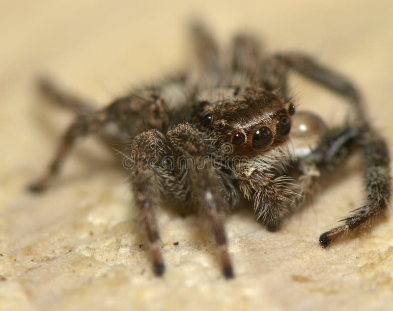 Spider predatory insect stock photo. Image of isolated - 183623600