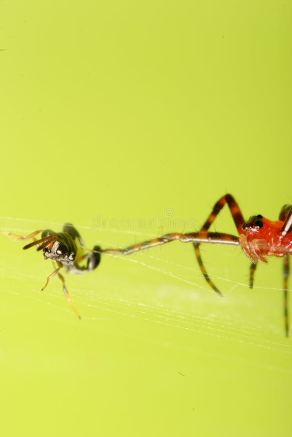 Spider prey stock photo. Image of brown, prey, insect - 20649028
