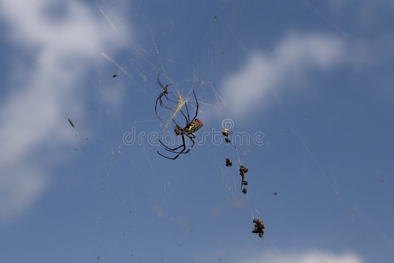 328 Spider Catching Insects Stock Photos - Free & Royalty-Free Stock ...