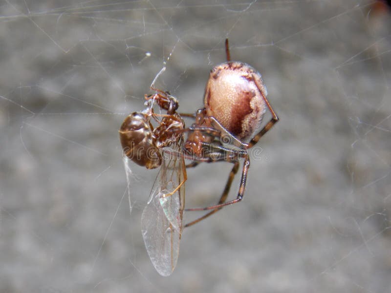 Spider and prey stock photo. Image of prey, insect, spider - 122539680