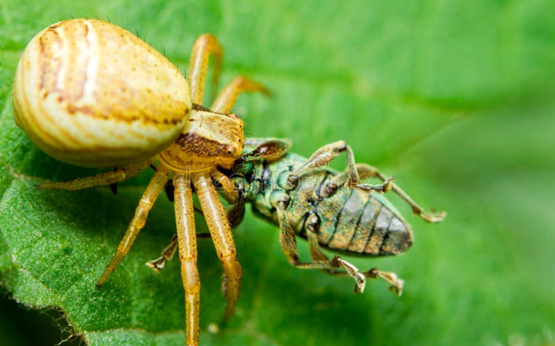 Spider and prey stock photo. Image of life, araneae, hunting - 66229650