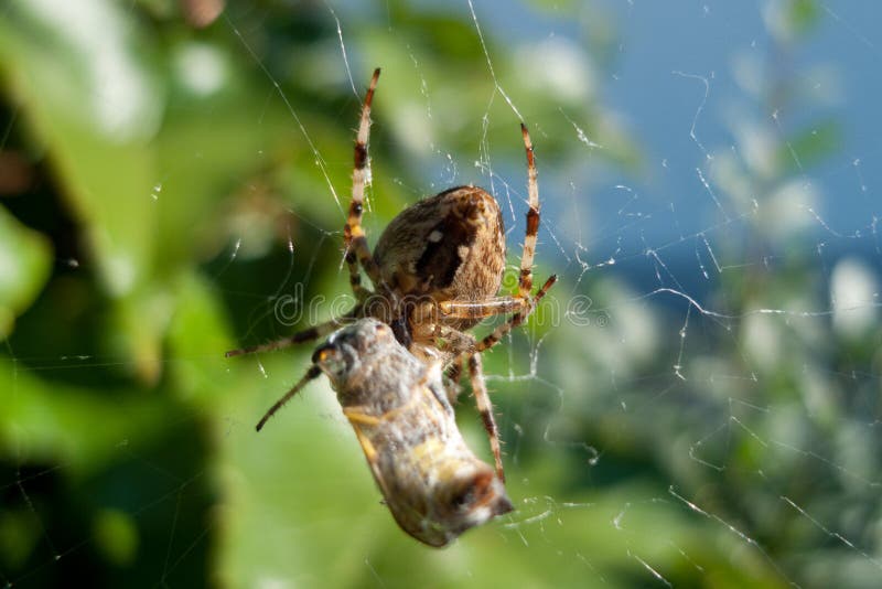 Spider with prey stock image. Image of grid, spider, nature - 41218193