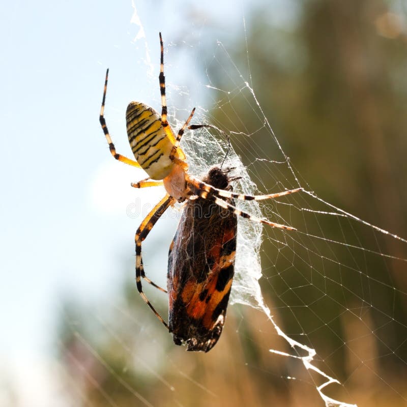 Spider killing butterfly stock photo. Image of creepy - 49272158