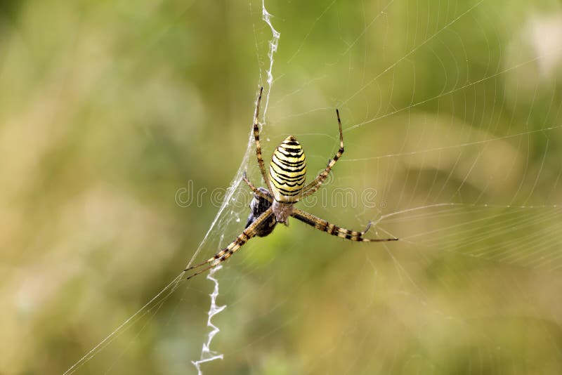 Spider with prey stock photo. Image of kill, hunter, capture - 58038708