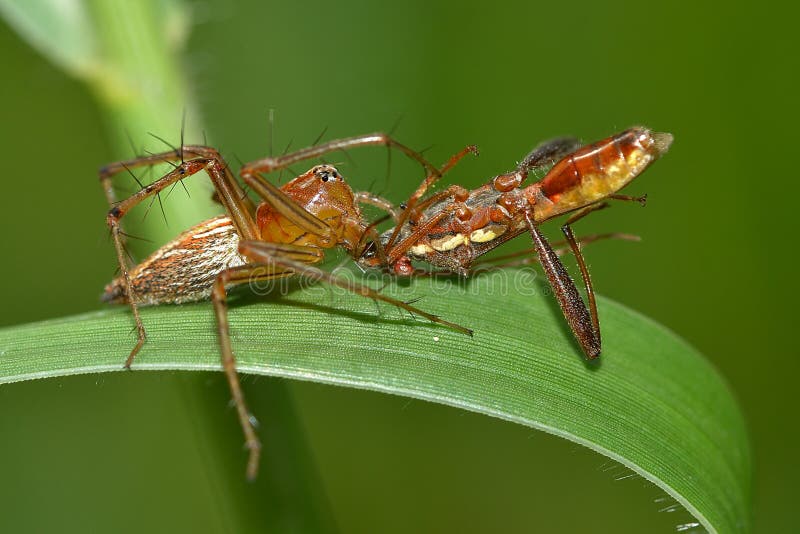 Spider with prey stock photo. Image of prey, insect, lynx - 98412020