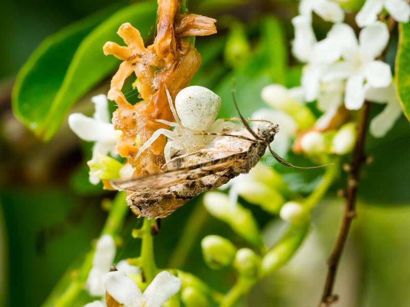 Spider prey stock image. Image of nature, colorful, wildlife - 78684529