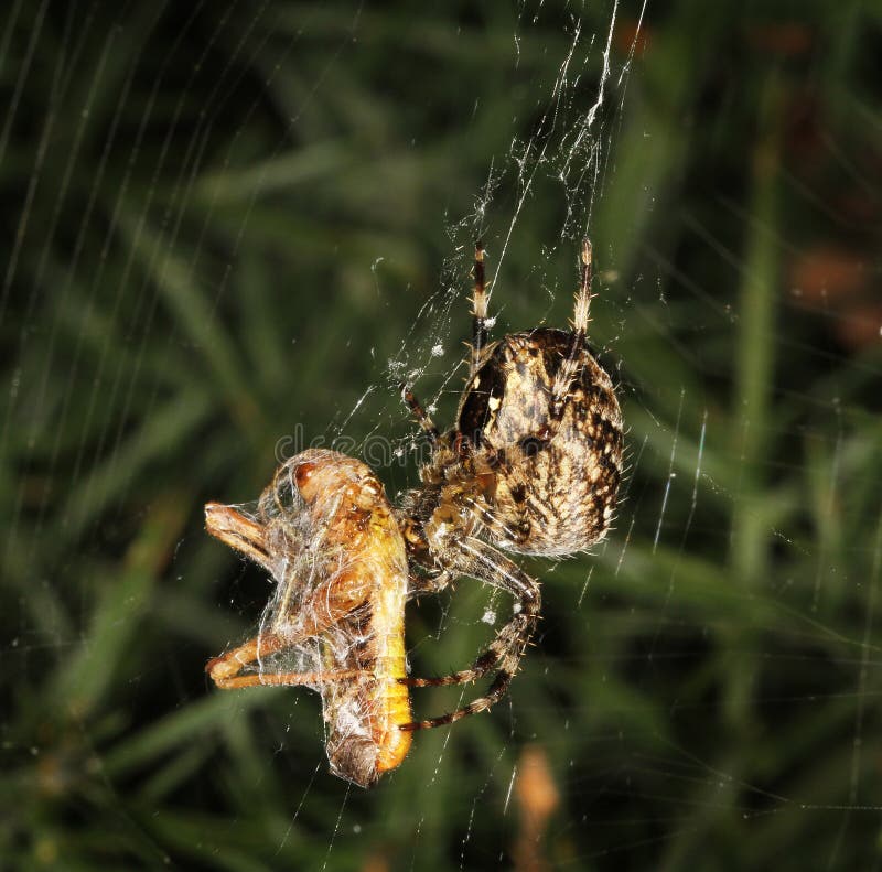 Spider with prey. stock image. Image of diadem, feed - 79777281