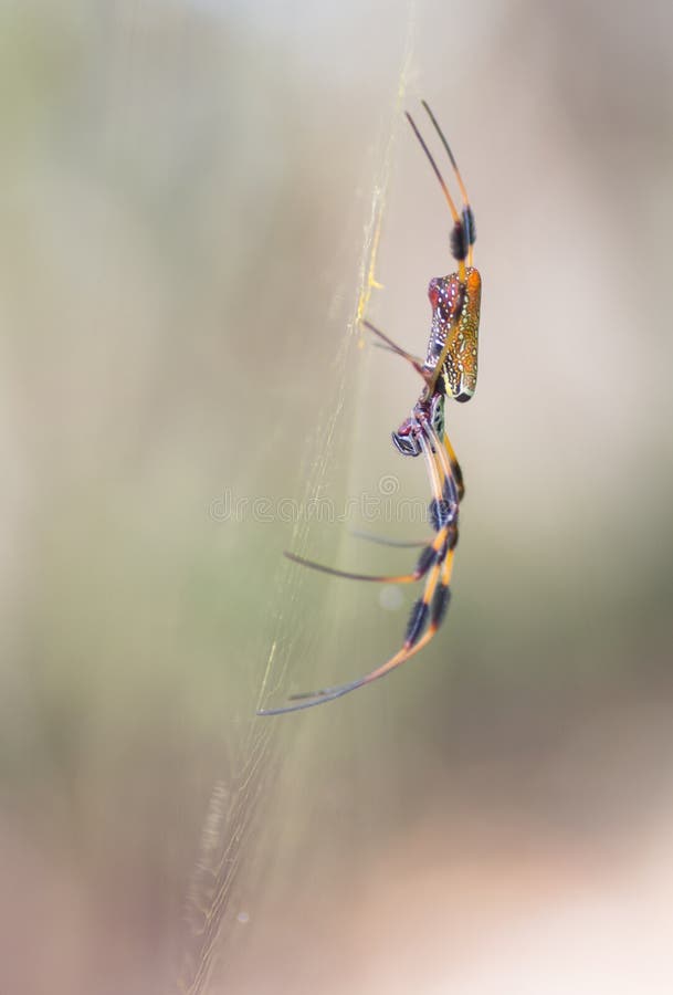 Spider Profile stock image. Image of beautiful, golden - 54396305