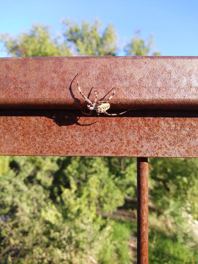 Spider rail sun stock photo. Image of iron, flower, autumn - 219733806