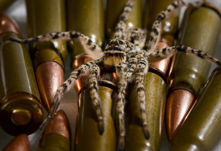 Spider Ready for Attack Over Military Munitions Stock Photo - Image of ...