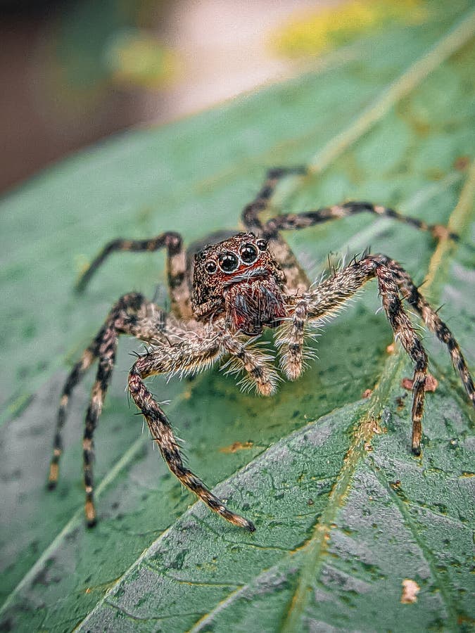 Spider Ready for Attack Over Military Munitions Stock Photo - Image of ...