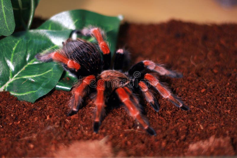 Spider red stock photo. Image of arachnoid, spider, pavoukovec - 12961582