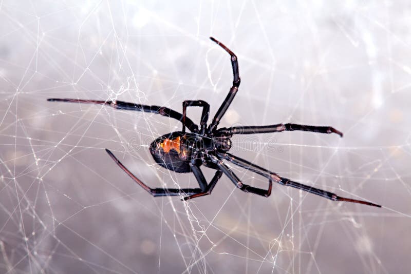 Spider, Red-back, Male and Female Relative Sizes Stock Photo - Image of ...