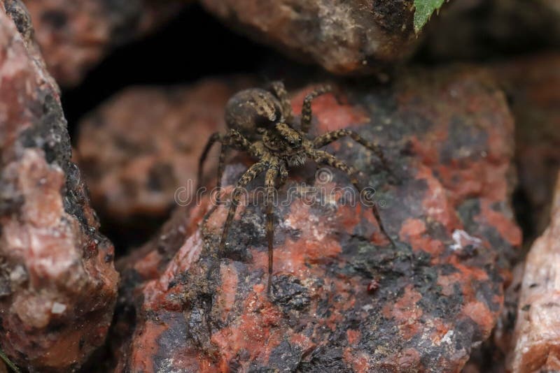 Spider on Red Granite Stone. Stock Photo - Image of caterpillar ...