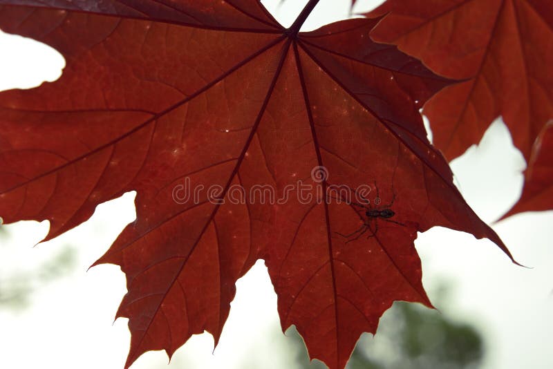 Spider at red maple leaf stock photo. Image of background - 84587360