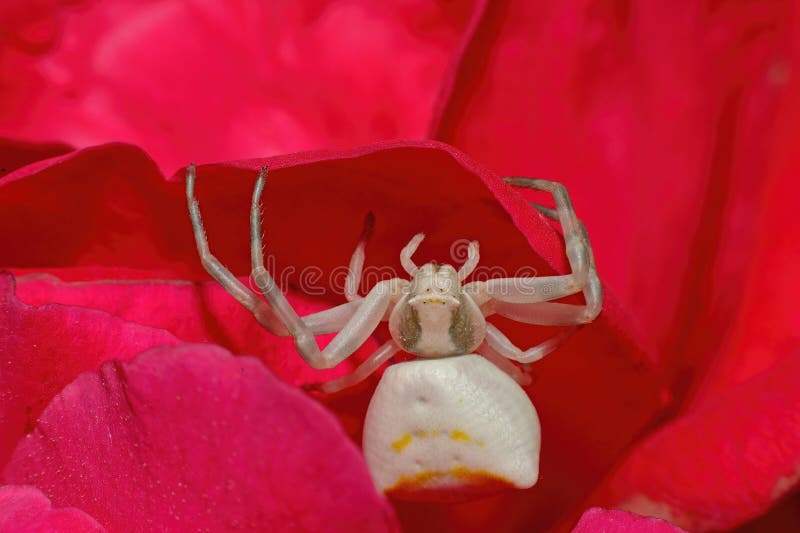 A spider on a red rose stock image. Image of green, line - 352478727